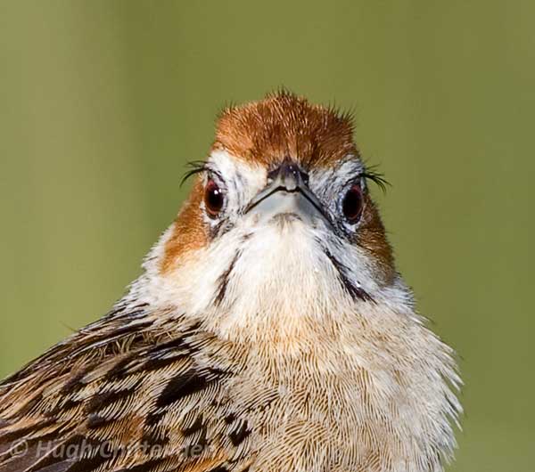 Hugh Chittenden - Bird Photography South Africa