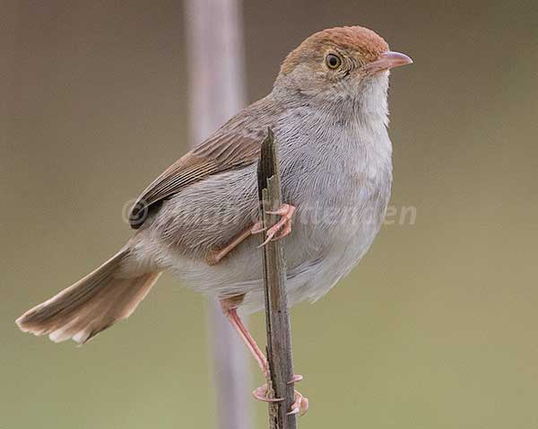 Hugh Chittenden - Bird Photography South Africa