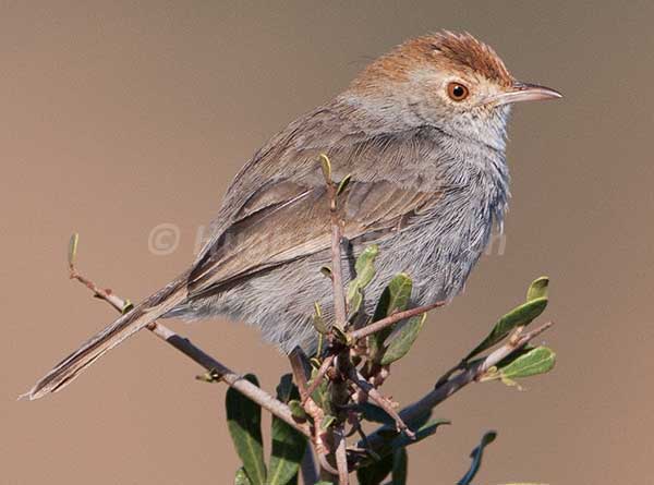 Hugh Chittenden - Bird Photography South Africa