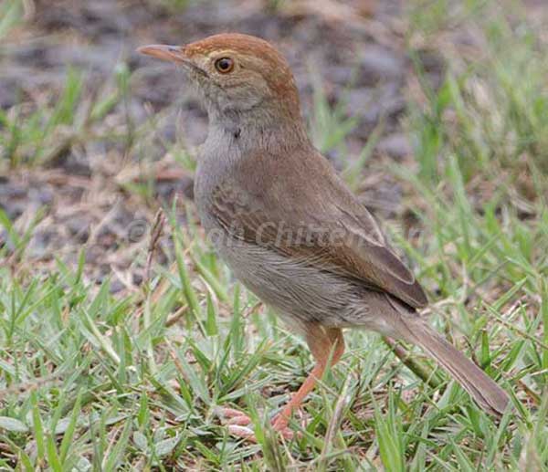 Hugh Chittenden - Bird Photography South Africa