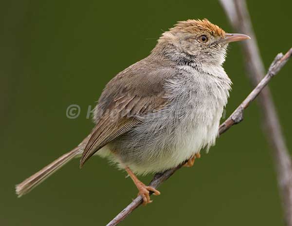 Hugh Chittenden - Bird Photography South Africa
