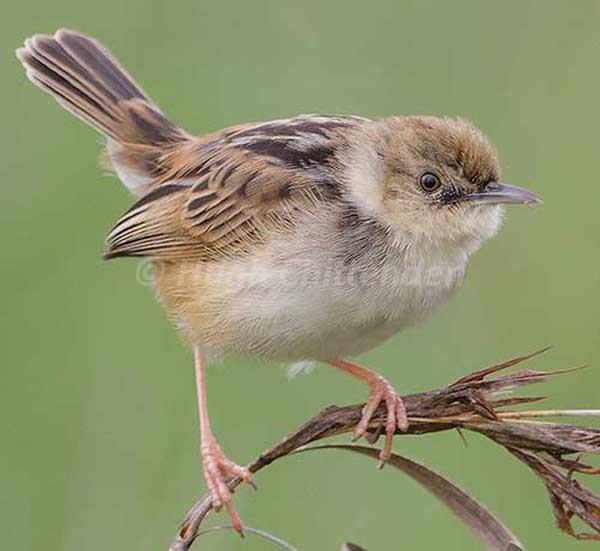 Hugh Chittenden - Bird Photography South Africa
