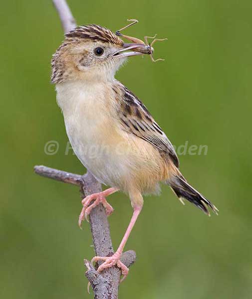 Hugh Chittenden - Bird Photography South Africa