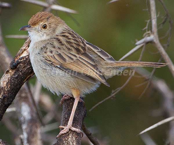 Hugh Chittenden - Bird Photography South Africa