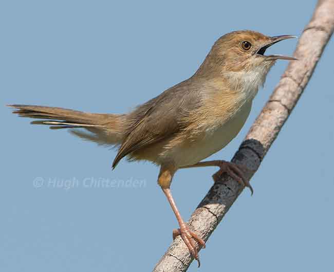 Hugh Chittenden - Bird Photography South Africa