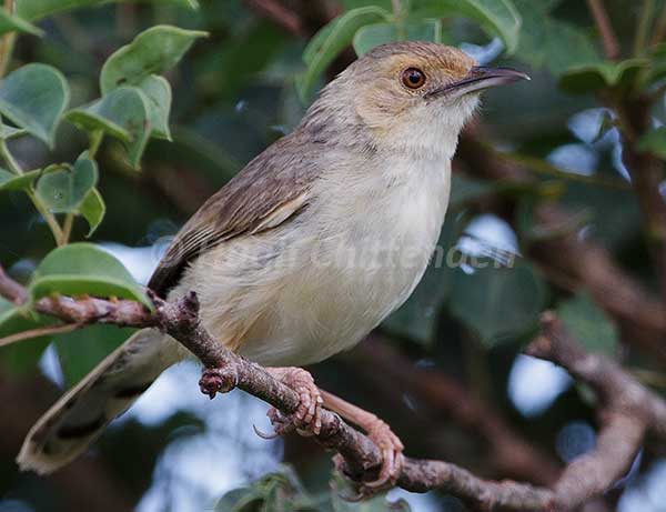 Hugh Chittenden - Bird Photography South Africa