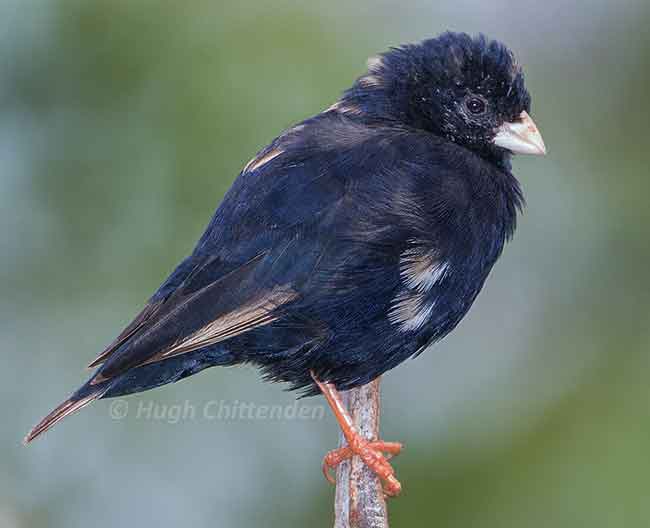 Hugh Chittenden - Indigobird and Cuckoo-Finch Photographs