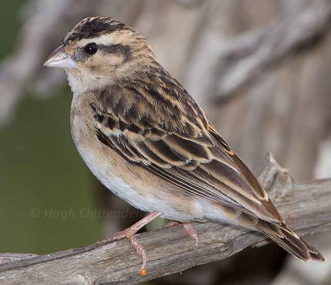 Hugh Chittenden - Indigobird and Cuckoo-Finch Photographs
