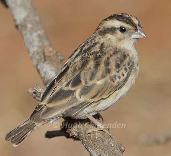 Hugh Chittenden - Indigobird and Cuckoo-Finch Photographs