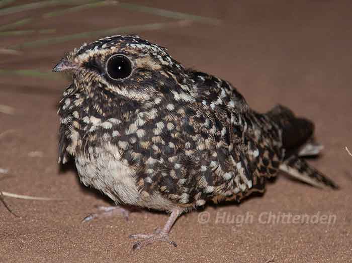 Hugh Chittenden - Nightjar Photographs