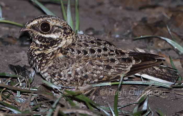 Hugh Chittenden - Nightjar Photographs