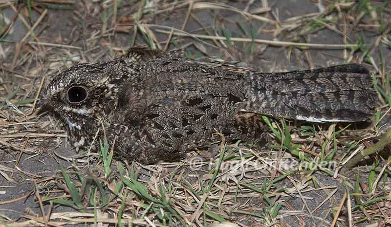 Hugh Chittenden - Nightjar Photographs