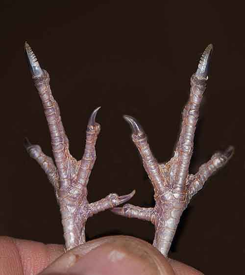 Hugh Chittenden - Nightjar Photographs