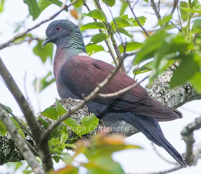Hugh Chittenden - Pigeon Photographs