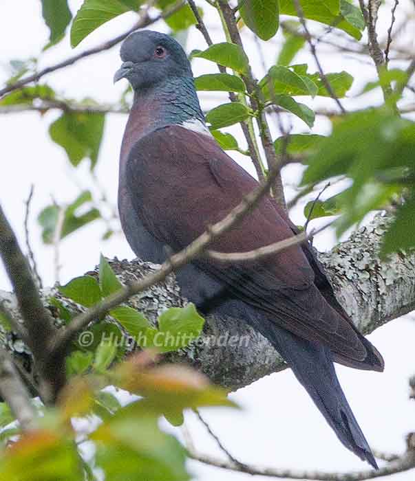 Hugh Chittenden - Pigeon Photographs