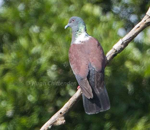 Hugh Chittenden - Pigeon Photographs