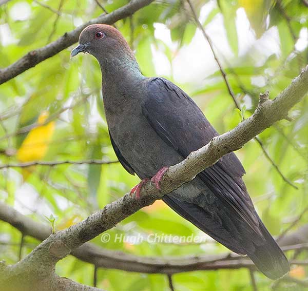 Hugh Chittenden - Pigeon Photographs