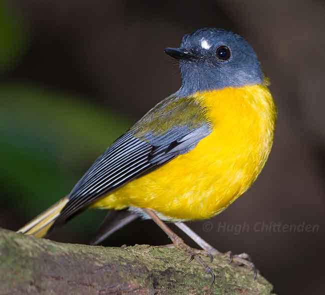 Hugh Chittenden - Robin and Robin-Chat Photographs