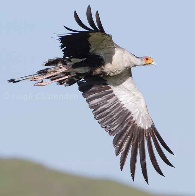 Hugh Chittenden - Bird Photography South Africa