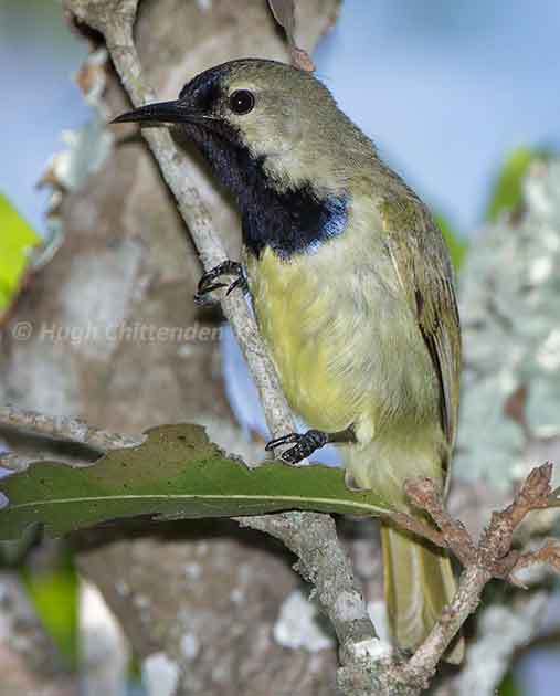 Hugh Chittenden - Bird Photography South Africa