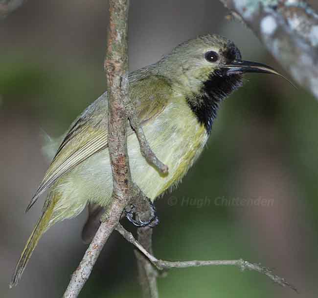 Hugh Chittenden - Bird Photography South Africa