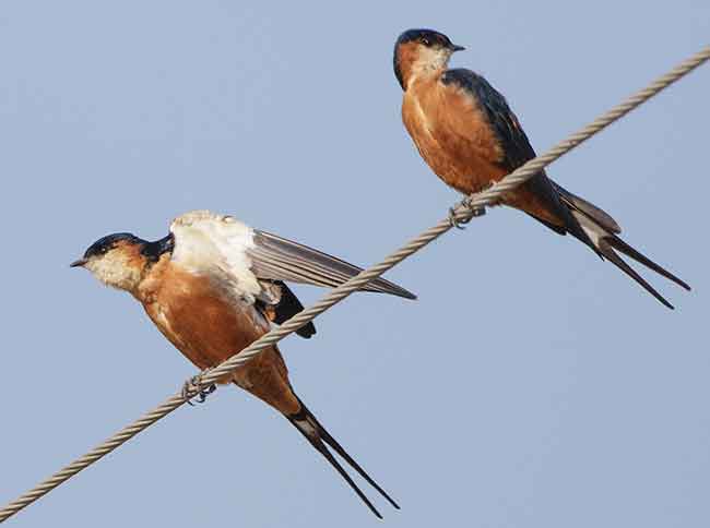 Hugh Chittenden - Bird Photography South Africa